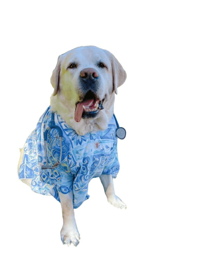 AAHA-Accredited Kainer Animal Hospital in The Woodlands & Conroe